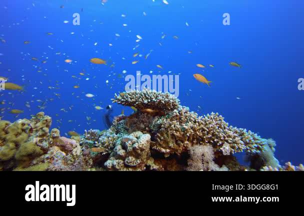 Tropical Underwater Fish Reef. Tropical colourful underwater seascape ...