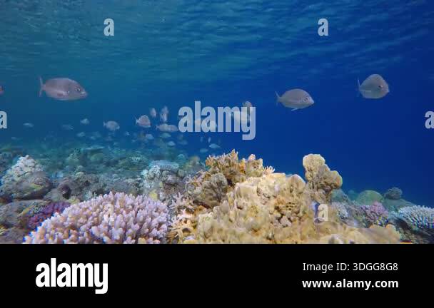 Tropical Fish Coral Reef. Underwater sea fish. Tropical fish reef ...