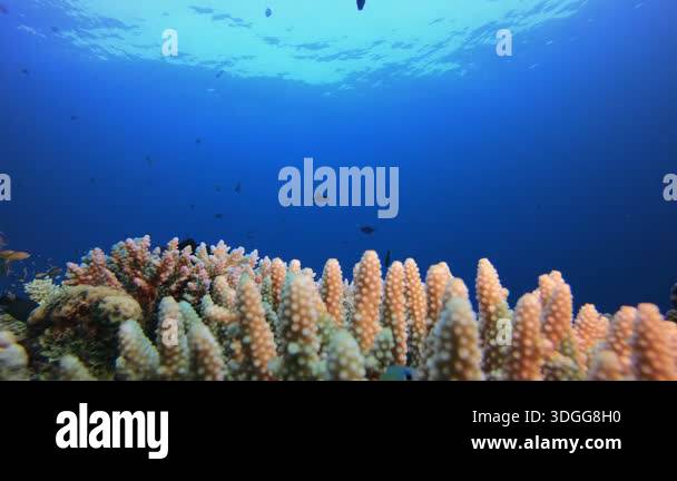 Underwater Colourful Tropical Reef Fish. Underwater colourful sea fish ...