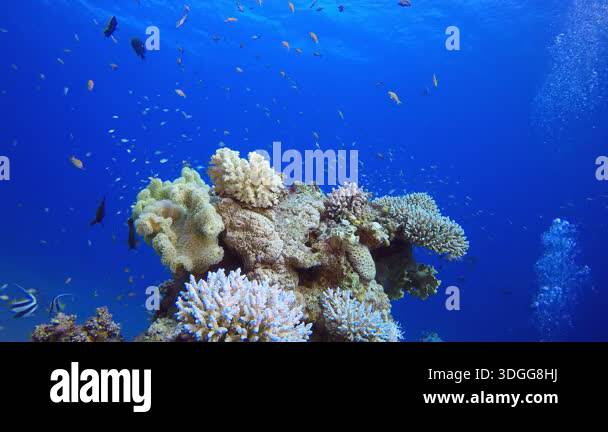 Underwater Blue Water Air Bubbles. Tropical underwater sea fish ...