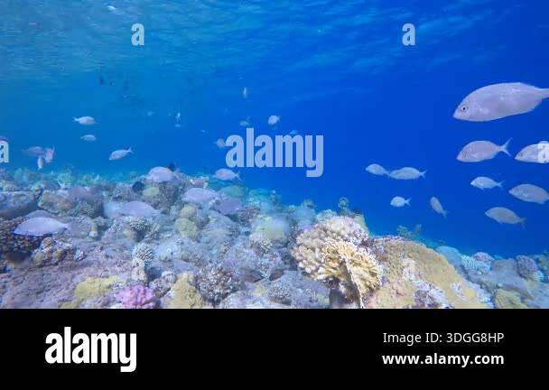 Underwater Colourful Reef Fish. Underwater colourful sea fish. Tropical ...