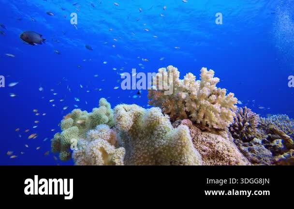 Underwater Coral Reef Marine. Underwater colourful sea fish. Tropical ...