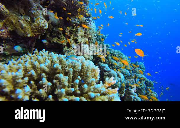 Underwater Blue Water Tropical Reef. Tropical underwater sea fish ...