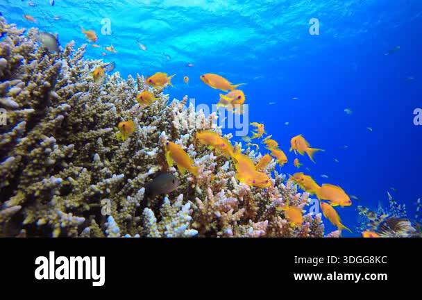Tropical Fish Coral Reef. Underwater sea fish. Tropical fish reef ...