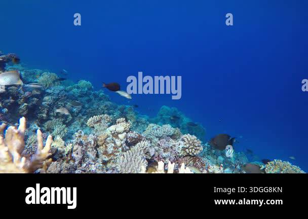 Underwater Coral Tropical Reef Marine. Underwater colourful sea fish ...