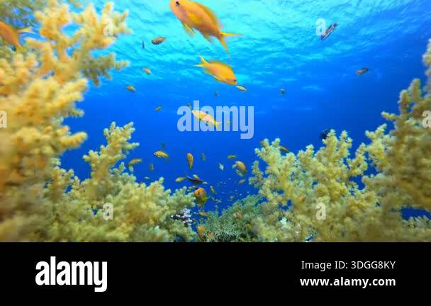 Underwater Marine Tropical Life. Tropical underwater sea fish ...
