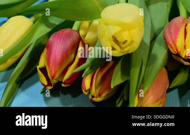a vibrant bouquet of fresh yellow and red tulips lying on a solid blue ...
