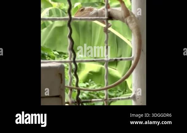 Fresh Chili pepper hanging on branch,green leaf around,raw ingredient ...