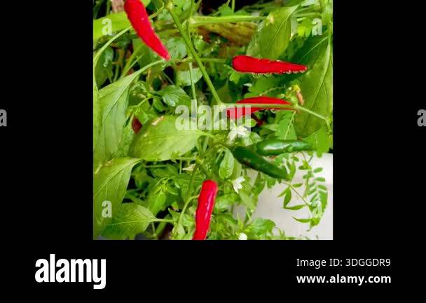 Fresh Chili pepper hanging on branch,green leaf around,raw ingredient ...