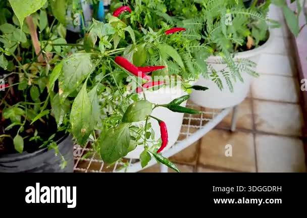 Fresh Chili pepper hanging on branch,green leaf around,raw ingredient ...