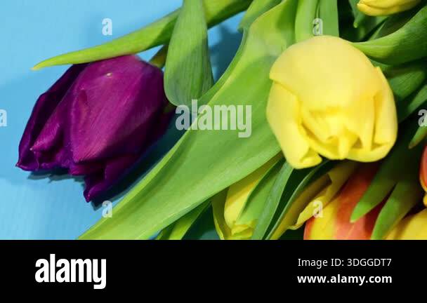 a mixed bouquet of fresh purple, yellow, and red tulips lying on a ...