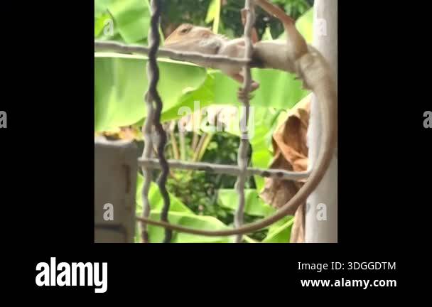 Fresh Chili pepper hanging on branch,green leaf around,raw ingredient ...