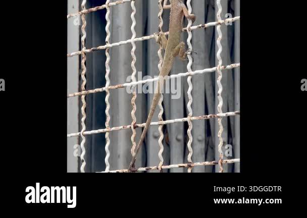 Fresh Chili pepper hanging on branch,green leaf around,raw ingredient ...