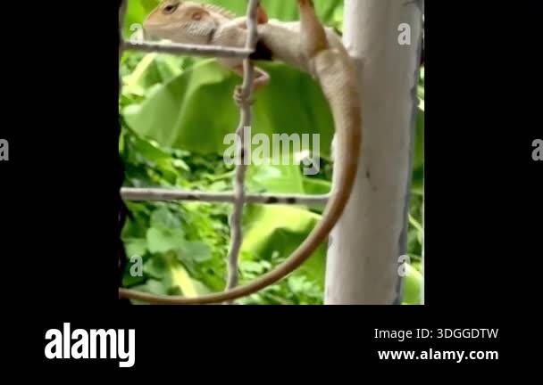 Fresh Chili pepper hanging on branch,green leaf around,raw ingredient ...