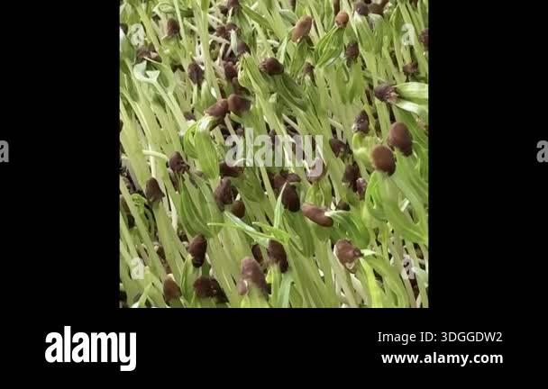 Fresh Chili pepper hanging on branch,green leaf around,raw ingredient ...