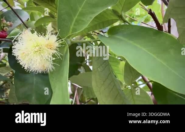 Fresh Chili pepper hanging on branch,green leaf around,raw ingredient ...
