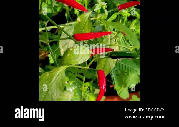 Fresh Chili pepper hanging on branch,green leaf around,raw ingredient ...