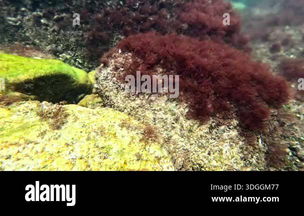 Red algae Ceramium rubrum swaying underwater in clear transparent water ...