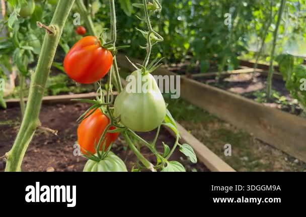 Tomatoes ripening on the vine inside a greenhouse. Organic farming and ...