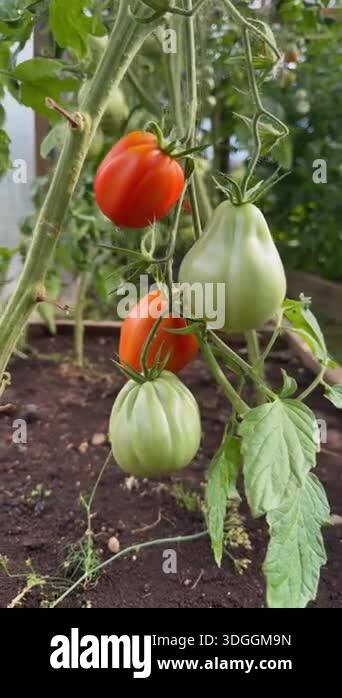 Tomatoes ripening on the vine inside a greenhouse. Organic farming and ...