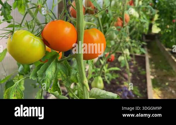 Tomatoes ripening on the vine inside a greenhouse. Organic farming and ...