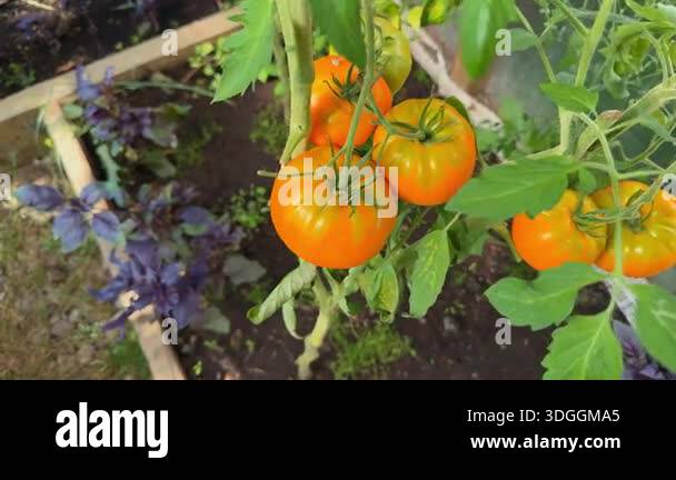 Tomatoes ripening on the vine inside a greenhouse. Organic farming and ...