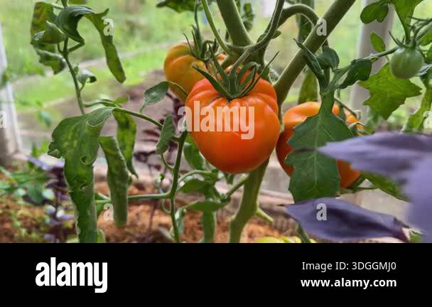 close-up of tomatoes, growing on a vine in greenhouse. Sustainable ...