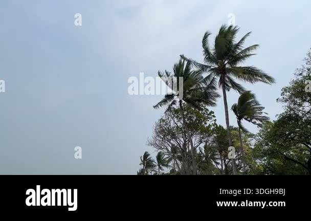 Coconut palm tree and windy. Tropical weather Stock Video Footage - Alamy
