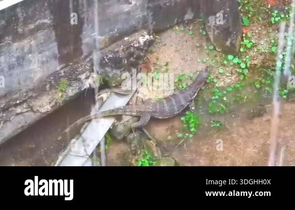 Large monitor lizard is swimming in a tropical river in Patong Beach ...