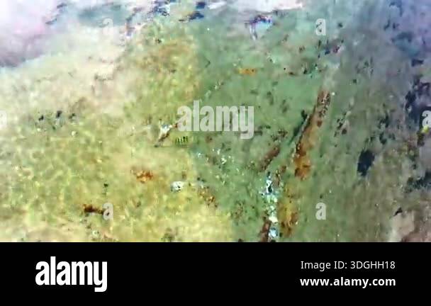 Fish fishes swimming in clear water between rocks at the beach shore in ...