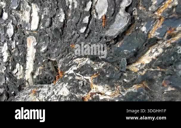 Red fire ants ant insect insects climbing around on tropical tree bark ...