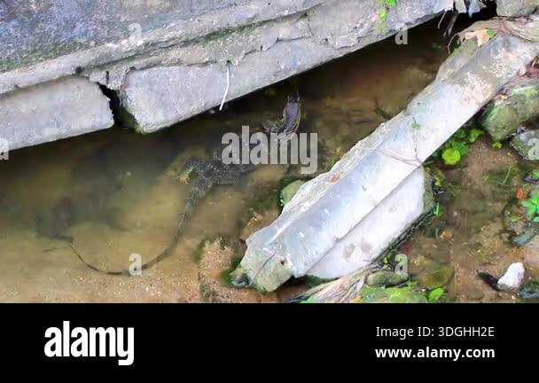 Large monitor lizard is swimming and diving by the rocks rock in a ...
