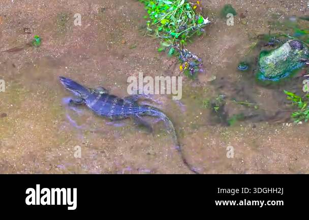 Large monitor lizard is swimming in a tropical river in Patong Beach ...