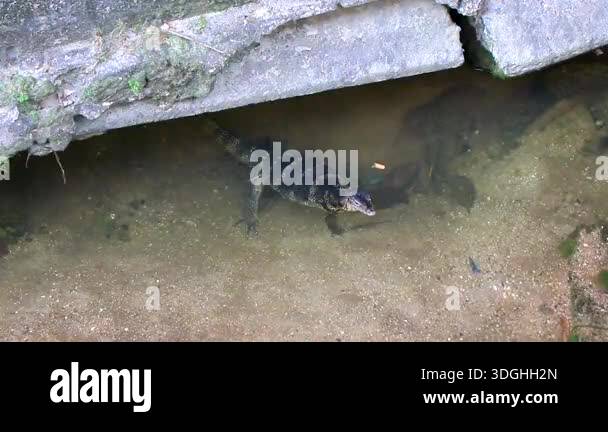 Large monitor lizard is hiding itself and lurks for prey under the rock ...