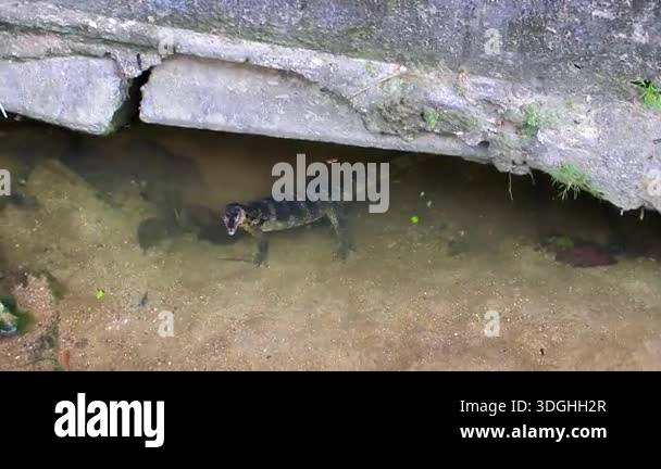 Large monitor lizard is hiding itself and lurks for prey under the rock ...