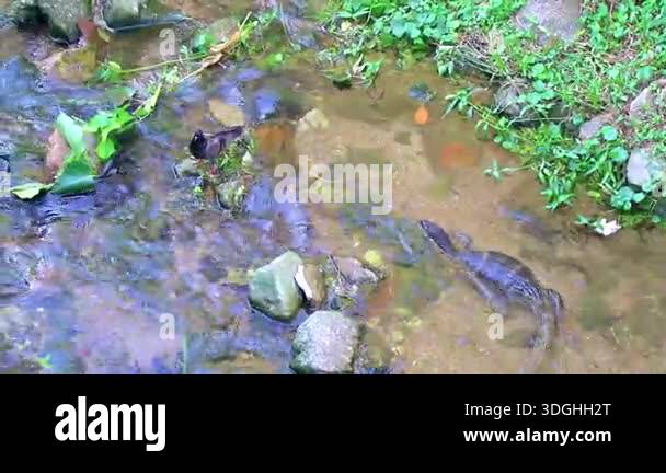 Large monitor lizard tries to catch a pigeon bird in a tropical river ...