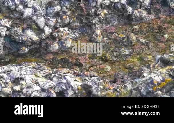 Fossilized sea creatures and shells on rocks by the sea beach in Patong ...