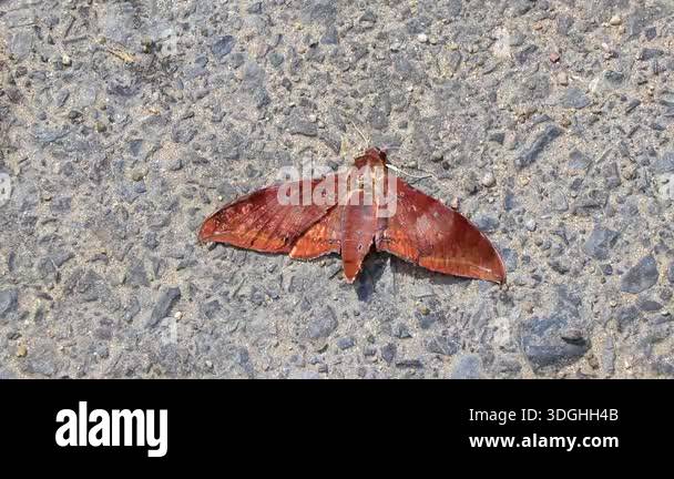 Dead moth butterfly insect on ground in Patong Beach Kathu District ...