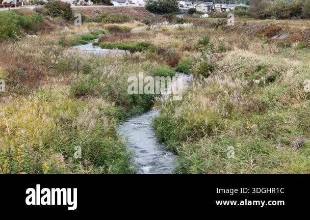 Flowing stream surrounded by green grass and plants Stock Video Footage ...
