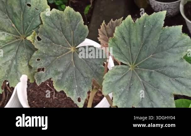 Star begonia leaves shimmer with bold shapes and deep textures, their ...