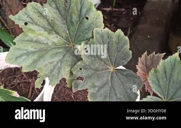 Star begonia leaves shimmer with bold shapes and deep textures, their ...