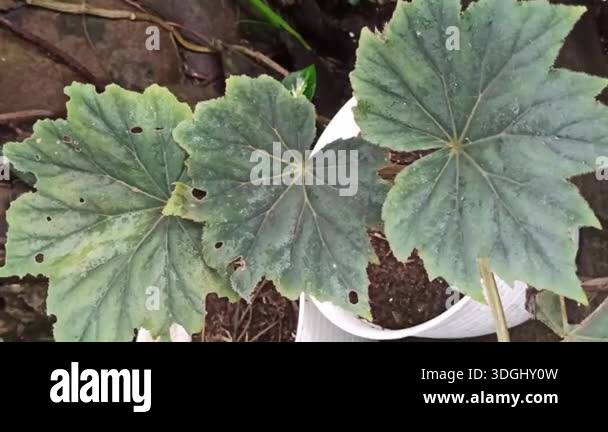 Star begonia leaves shimmer with bold shapes and deep textures, their ...