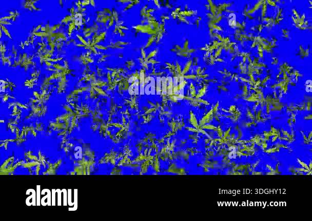 Cannabis Explosion. Animation of green marijuana leaves exploding like ...