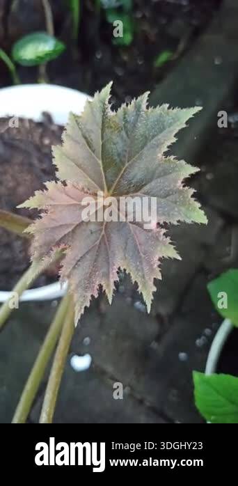 Star begonia leaves shimmer with bold shapes and deep textures, their ...