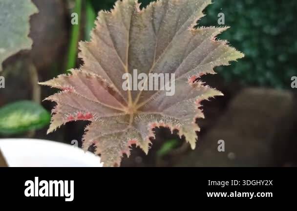 Star begonia leaves shimmer with bold shapes and deep textures, their ...