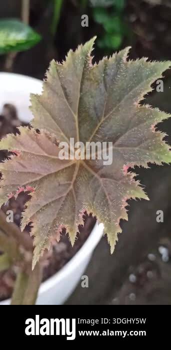 Star begonia leaves shimmer with bold shapes and deep textures, their ...