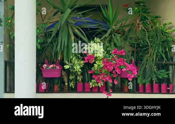 A lush balcony garden featuring vibrant pink bougainvillea, tall yucca ...