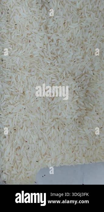 Rice weevils infesting uncooked rice inside a plastic container ...