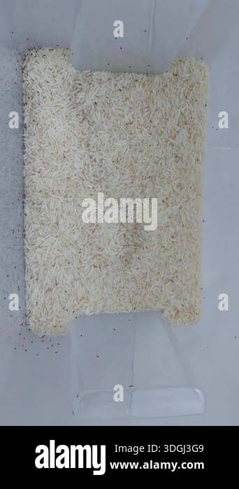 Rice weevils infesting uncooked rice inside a plastic container ...
