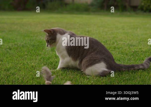 Energetic cat pounces forward on green grass, intensely focused on a ...